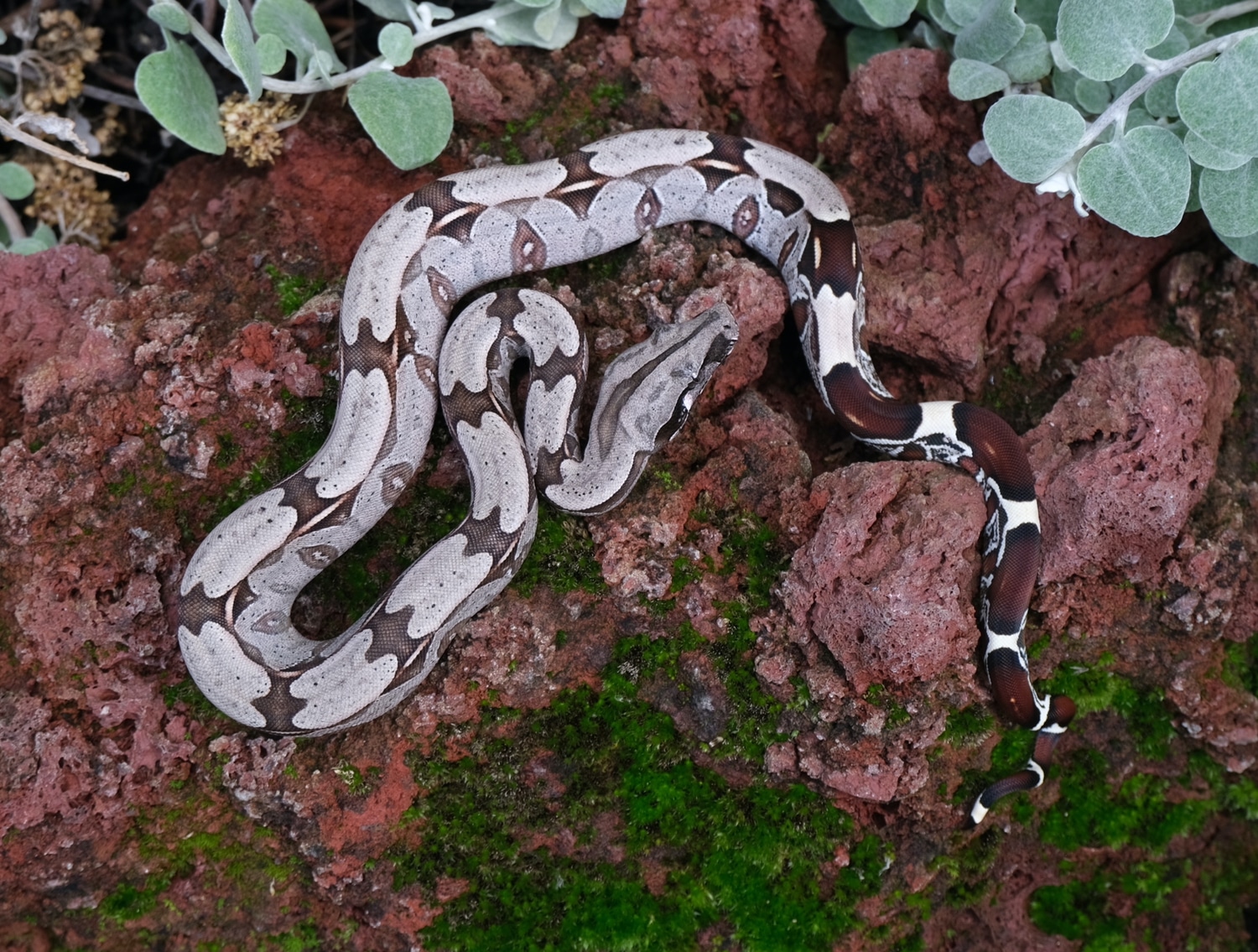 Suriname Boa True Red-Tailed Boa Constrictor by Brad’s boas - MorphMarket