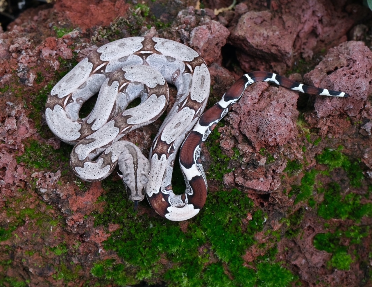 Suriname Boa True Red-Tailed Boa Constrictor by Brad’s boas - MorphMarket