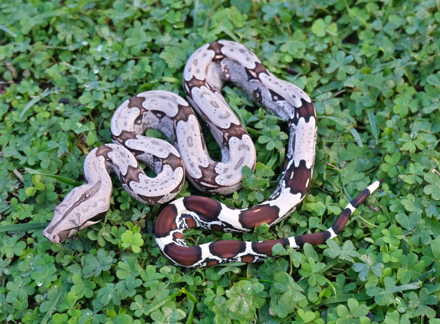 Suriname Boa True Red-tailed Boa Constrictor by Brad’s boas - MorphMarket