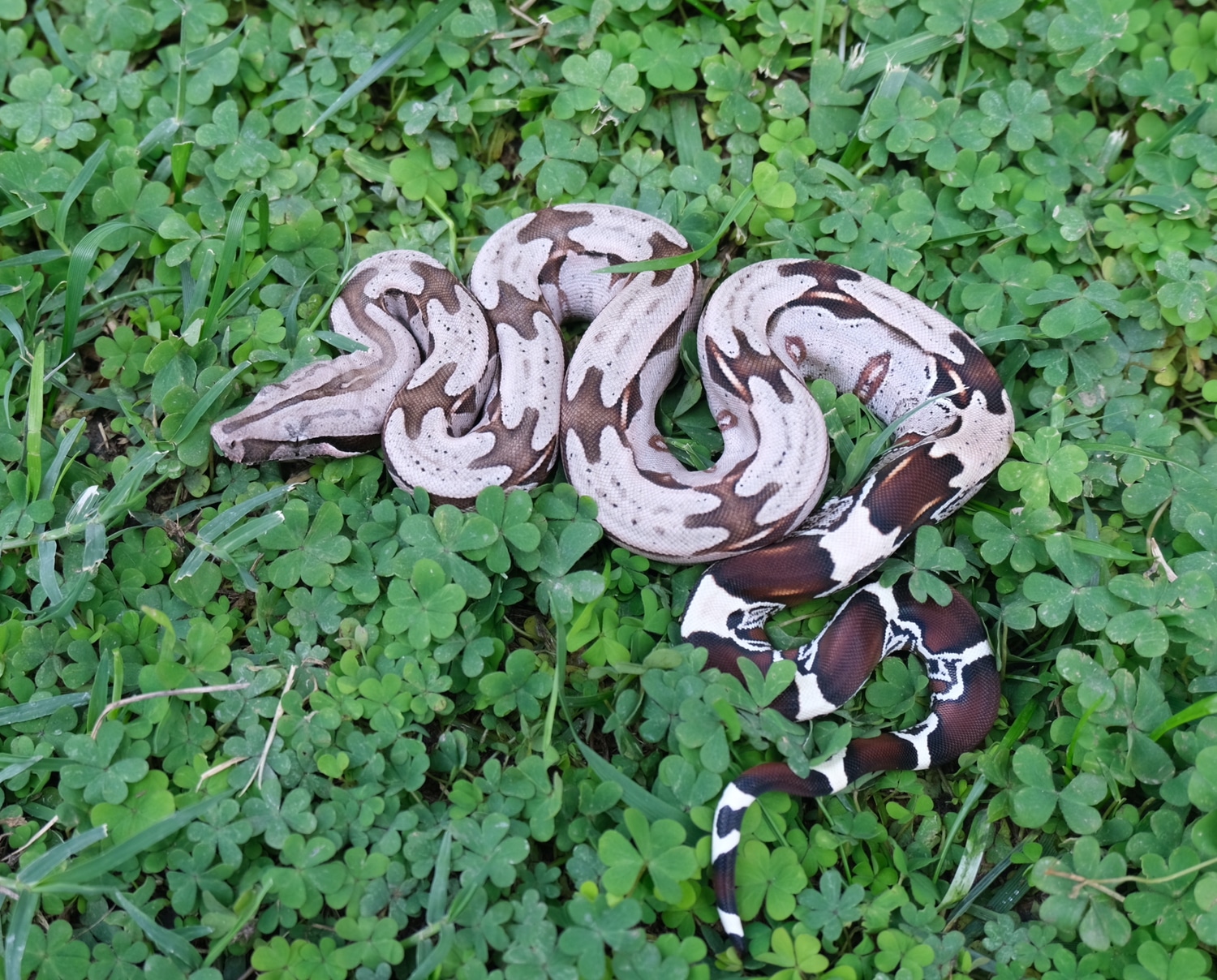 Suriname Boa True Red-tailed Boa Constrictor by Brad’s boas - MorphMarket