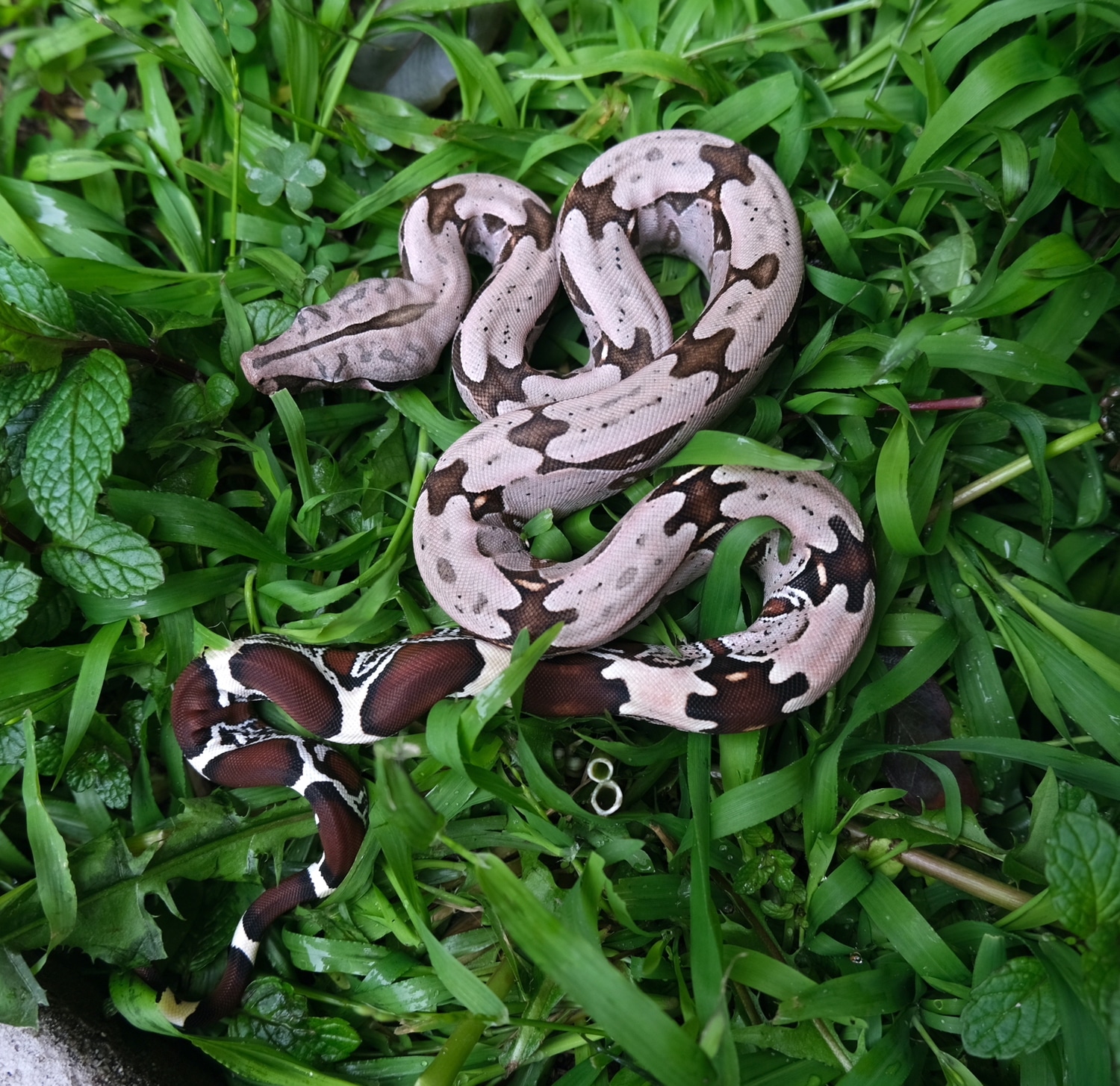 Suriname True Red-tailed Boa Constrictor by Brad’s boas - MorphMarket