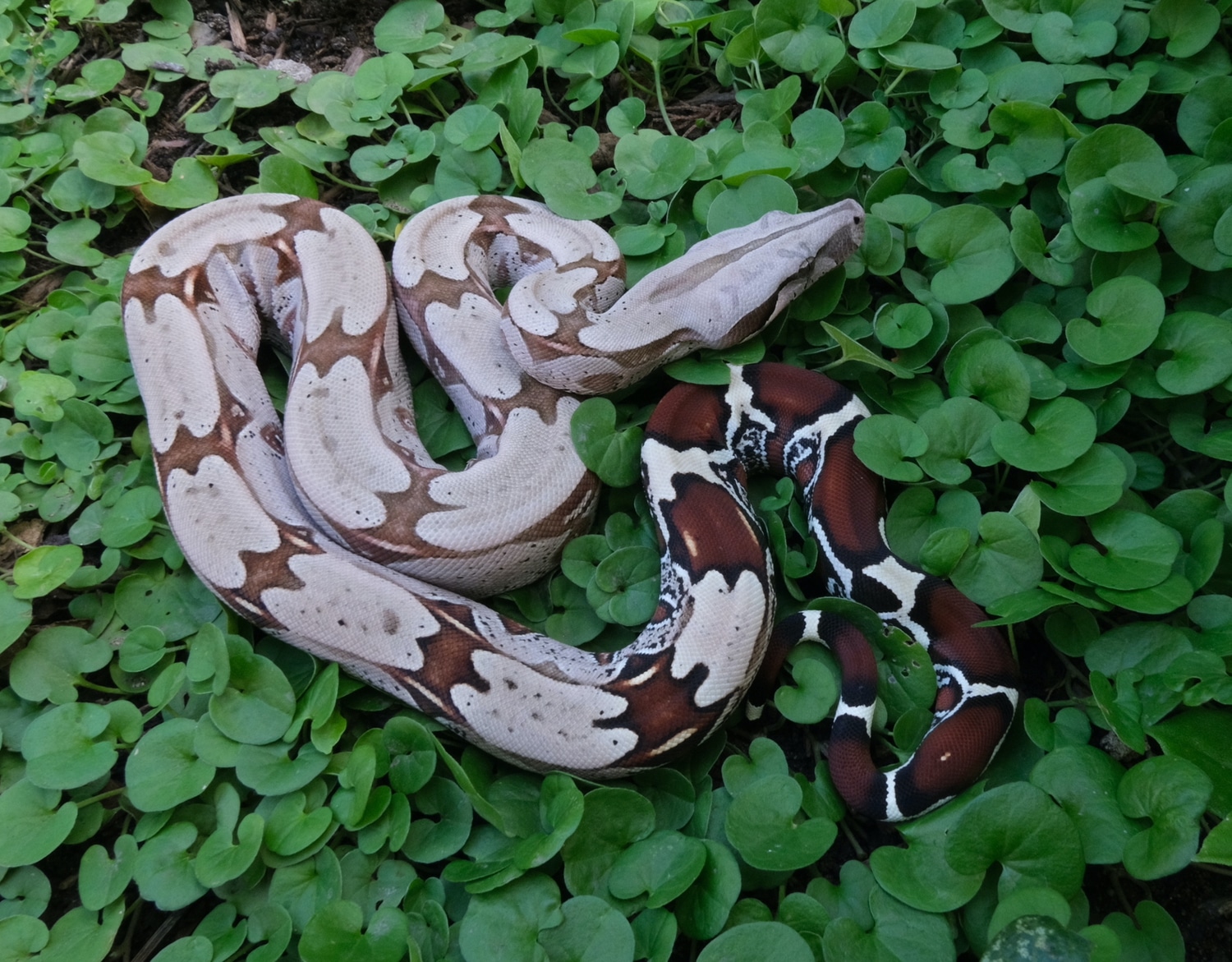 Suriname True Red-tailed Boa Constrictor by Brad’s boas - MorphMarket