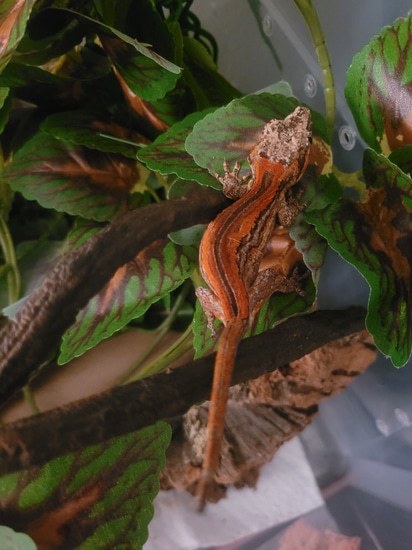 Garg Gargoyle Gecko by BT's Jumping Beans