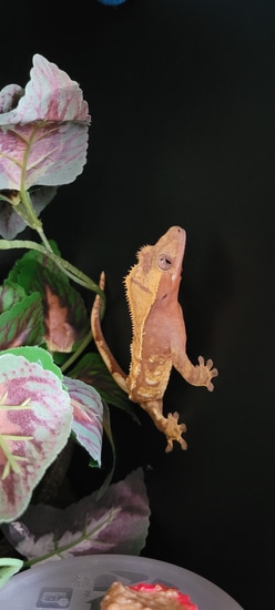 Red Harlequin Crested Gecko by BT's Jumping Beans