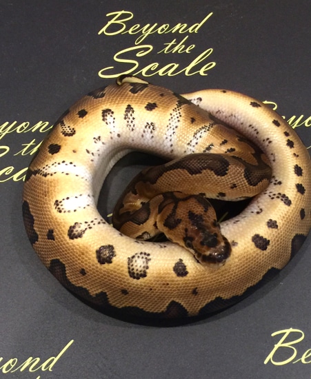 Reduced Pattern Clown Ball Python by Beyond the Scale Reptiles