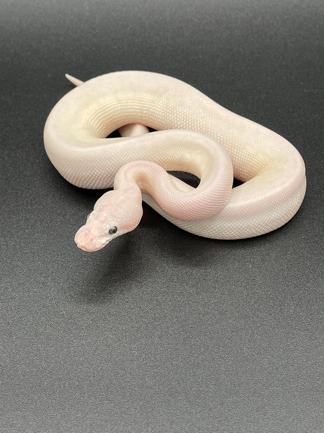 Blue Eyed Lucy Ball Python by RepTyler Ball Pythons - MorphMarket