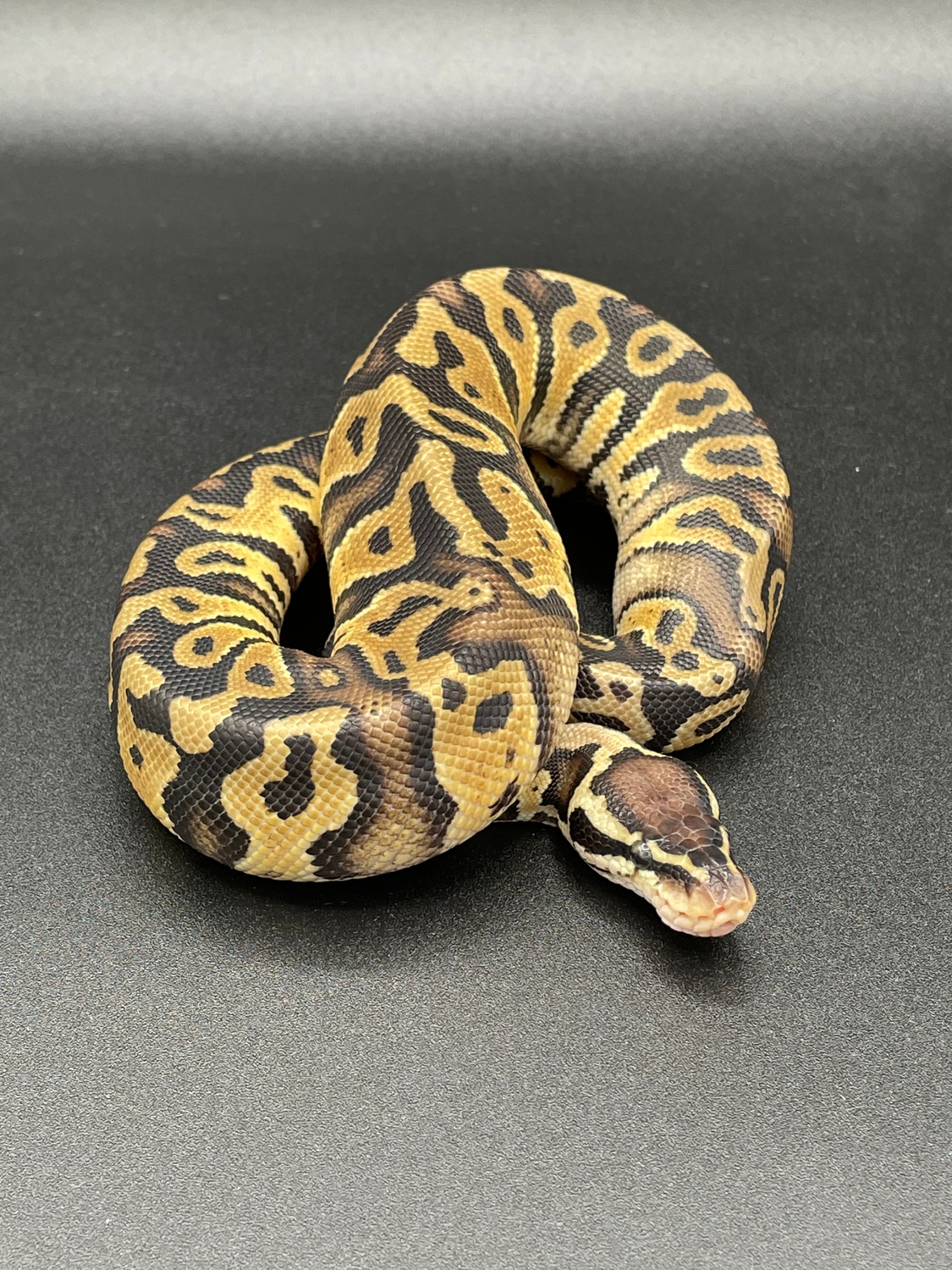 Pastel 100% Het Desert Ghost 66% Het Hypo Clown Ball Python by RepTyler ...