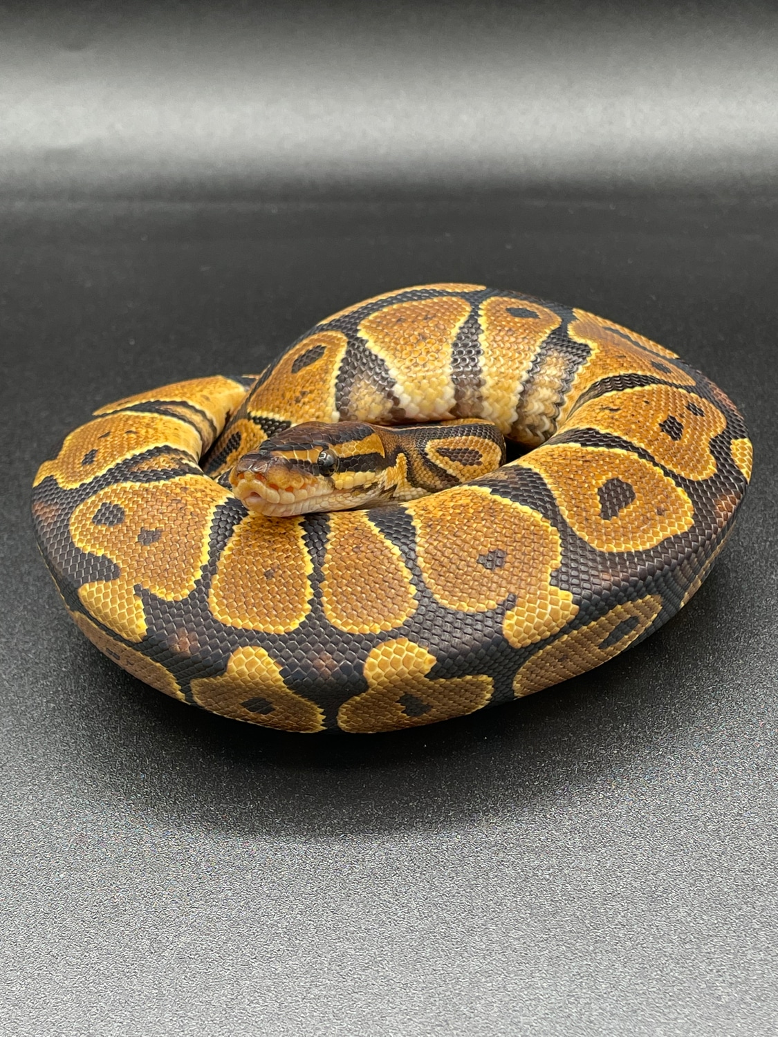 Yellow Belly 100% Het Sentinel Ball Python by RepTyler Ball Pythons - MorphMarket