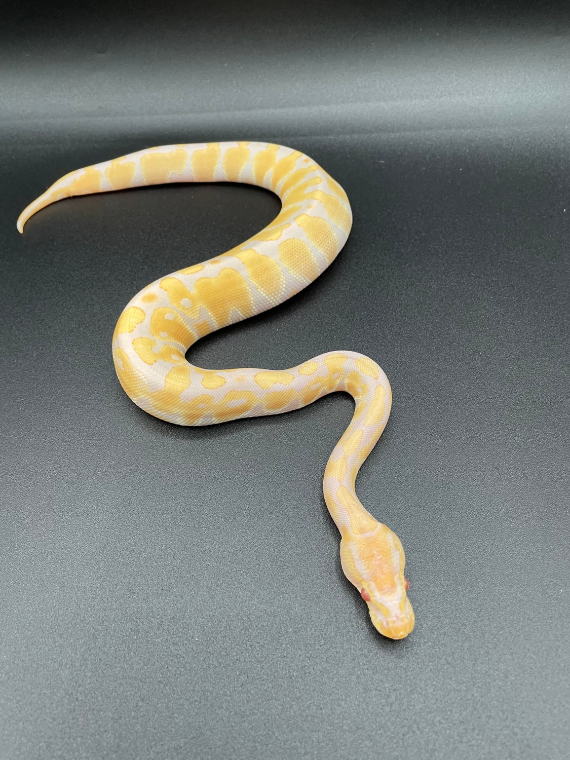 Candino Ball Python by RepTyler Ball Pythons - MorphMarket
