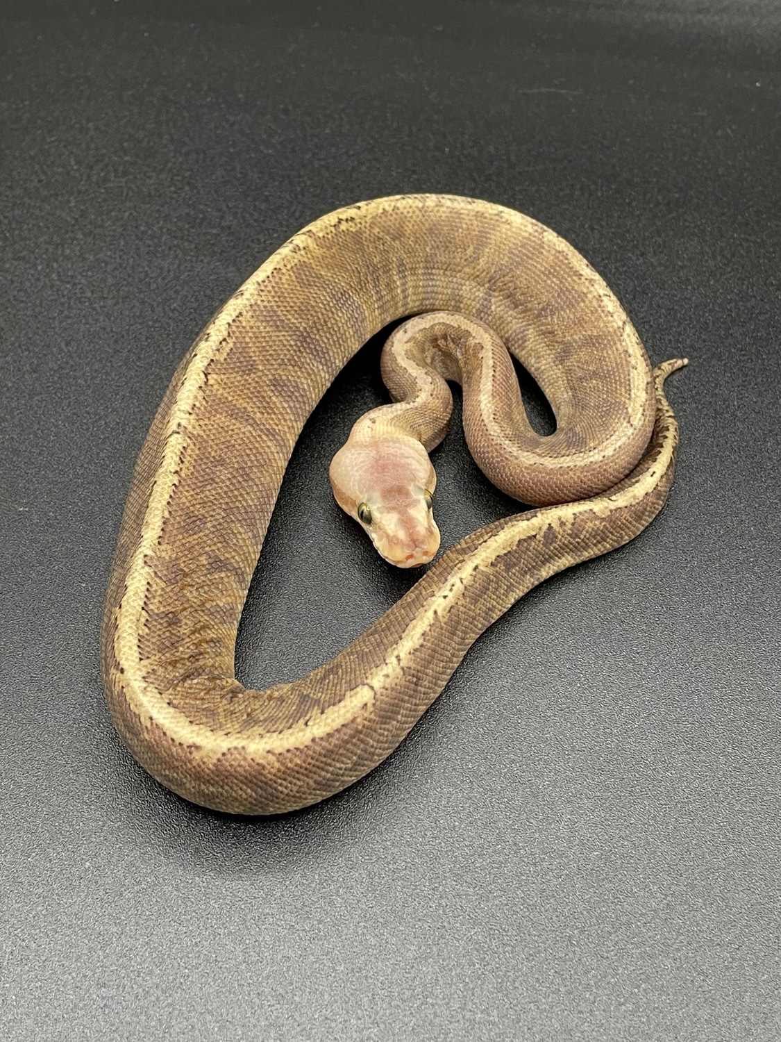 GHI Pastel Pinstripe Trick 50% Het Hypo Ball Python by RepTyler Ball ...