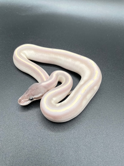 Mystic Potion Ball Python by RepTyler Ball Pythons
