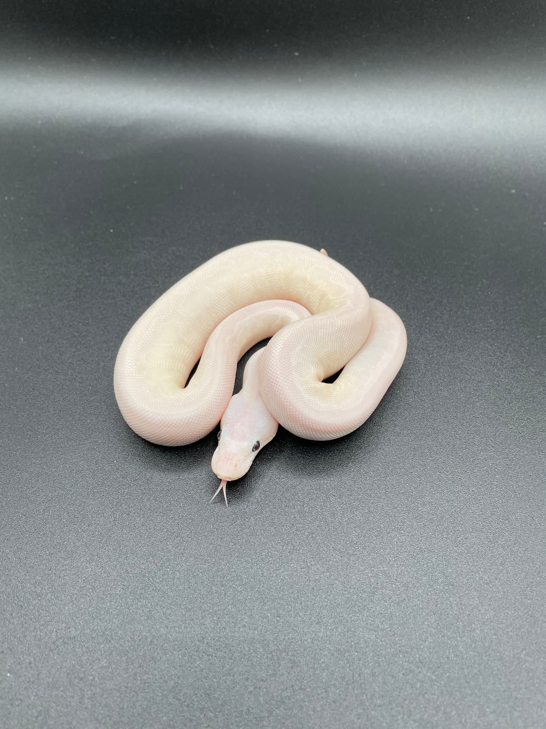 Butter Mystic Ball Python by RepTyler Ball Pythons - MorphMarket