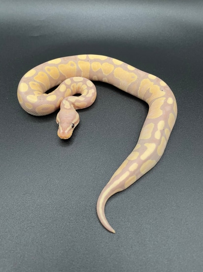 Banana Ball Python by RepTyler Ball Pythons