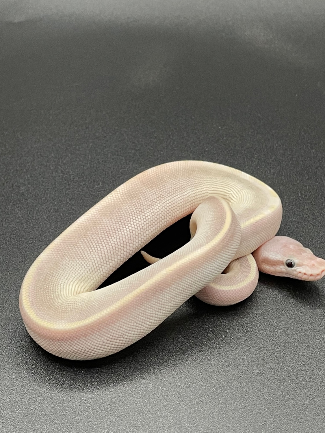 Mystic Potion Ball Python by RepTyler Ball Pythons - MorphMarket