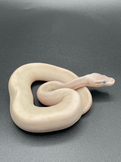 Mystic Potion FREE SHIPPING!!! Ball Python by RepTyler Ball Pythons