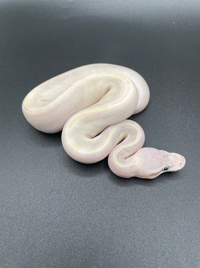 Mystic Potion Ball Python by RepTyler Ball Pythons