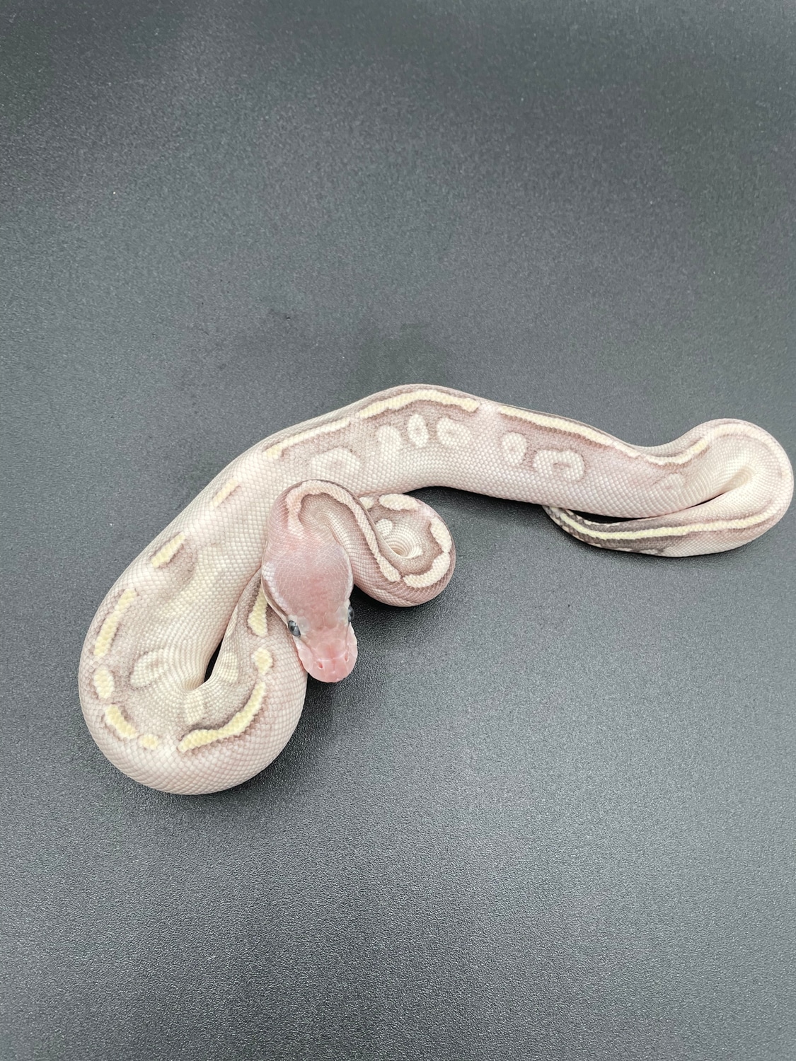 Mystic Potion Ball Python by RepTyler Ball Pythons - MorphMarket