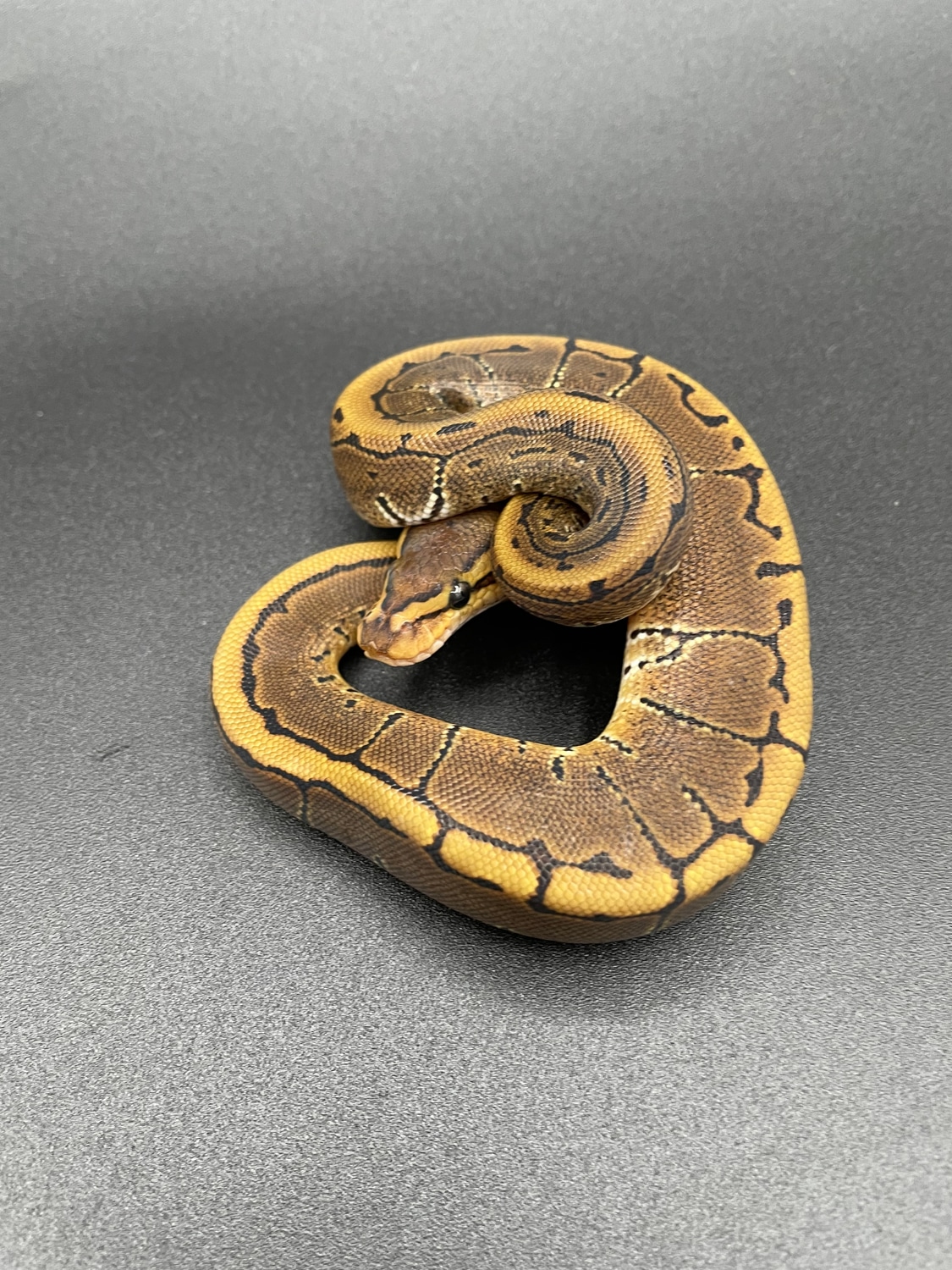 Pinstripe Ball Python by RepTyler Ball Pythons - MorphMarket