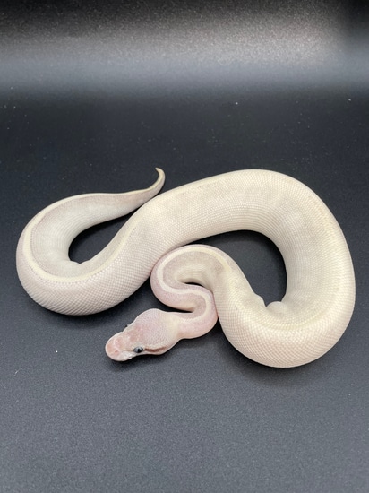 Mystic Potion. FREE SHIPPING!!! Ball Python by RepTyler Ball Pythons