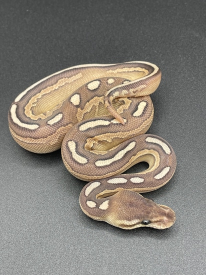 Lesser Cinnamon Yellowbelly Ball Python by RepTyler Ball Pythons