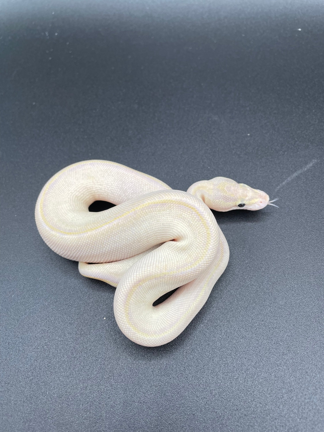 Ivory Pos Lesser, Cinnamon Ball Python by RepTyler Ball Pythons ...
