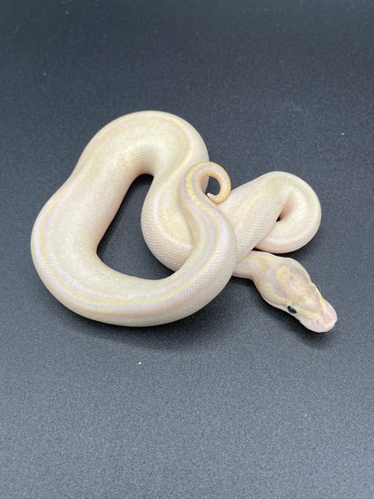 Ivory Pos Lesser , Cinnamon Ball Python by RepTyler Ball Pythons