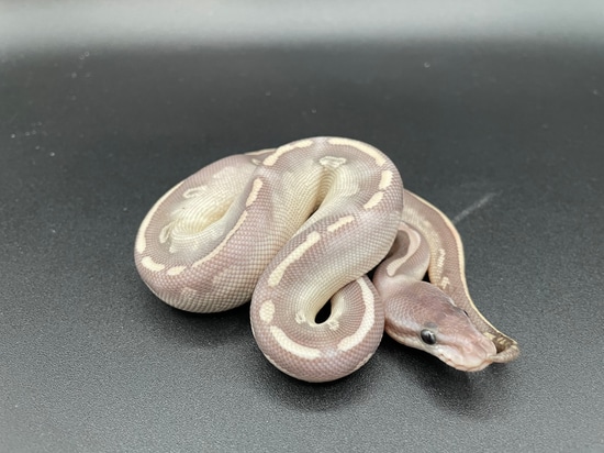 Super Mystic Ball Python by RepTyler Ball Pythons