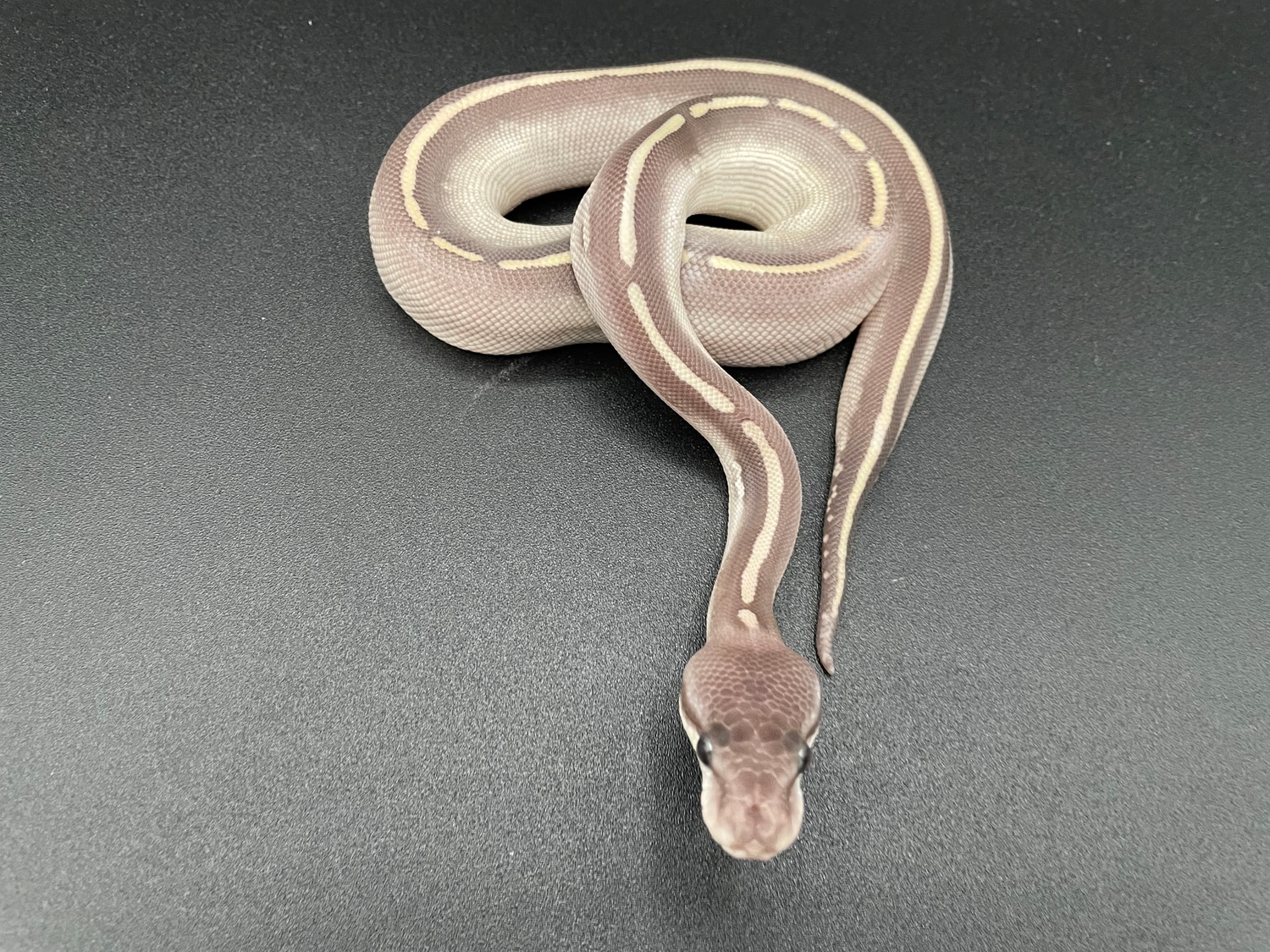 Super Mystic Ball Python by RepTyler Ball Pythons - MorphMarket