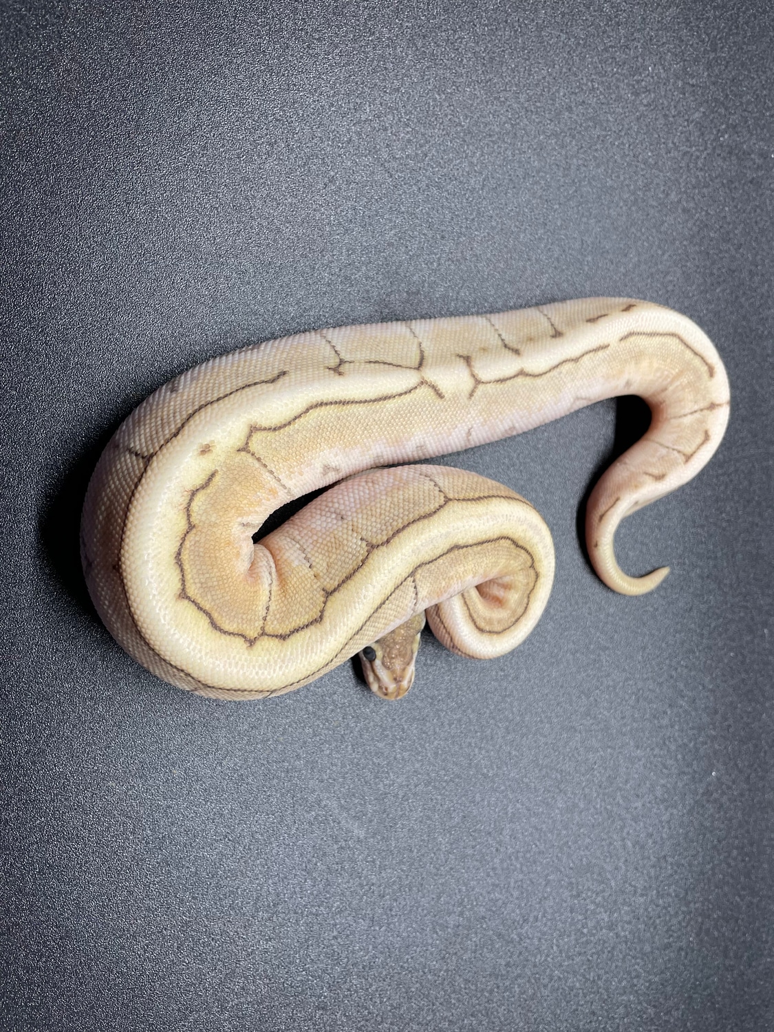 Lesser Pinstripe Spider Scaleless Head Ball Python by RepTyler Ball ...