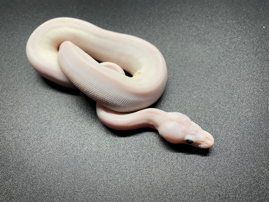 Super Lesser Scaleless Head BEL Ball Python by RepTyler Ball Pythons