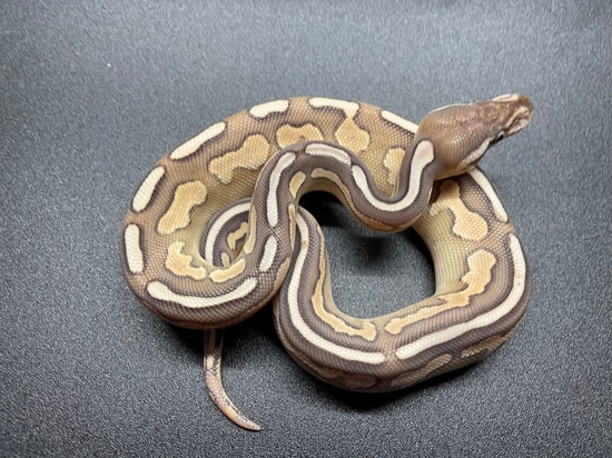 Lesser Cinnamon Yellowbelly Ball Python by RepTyler Ball Pythons