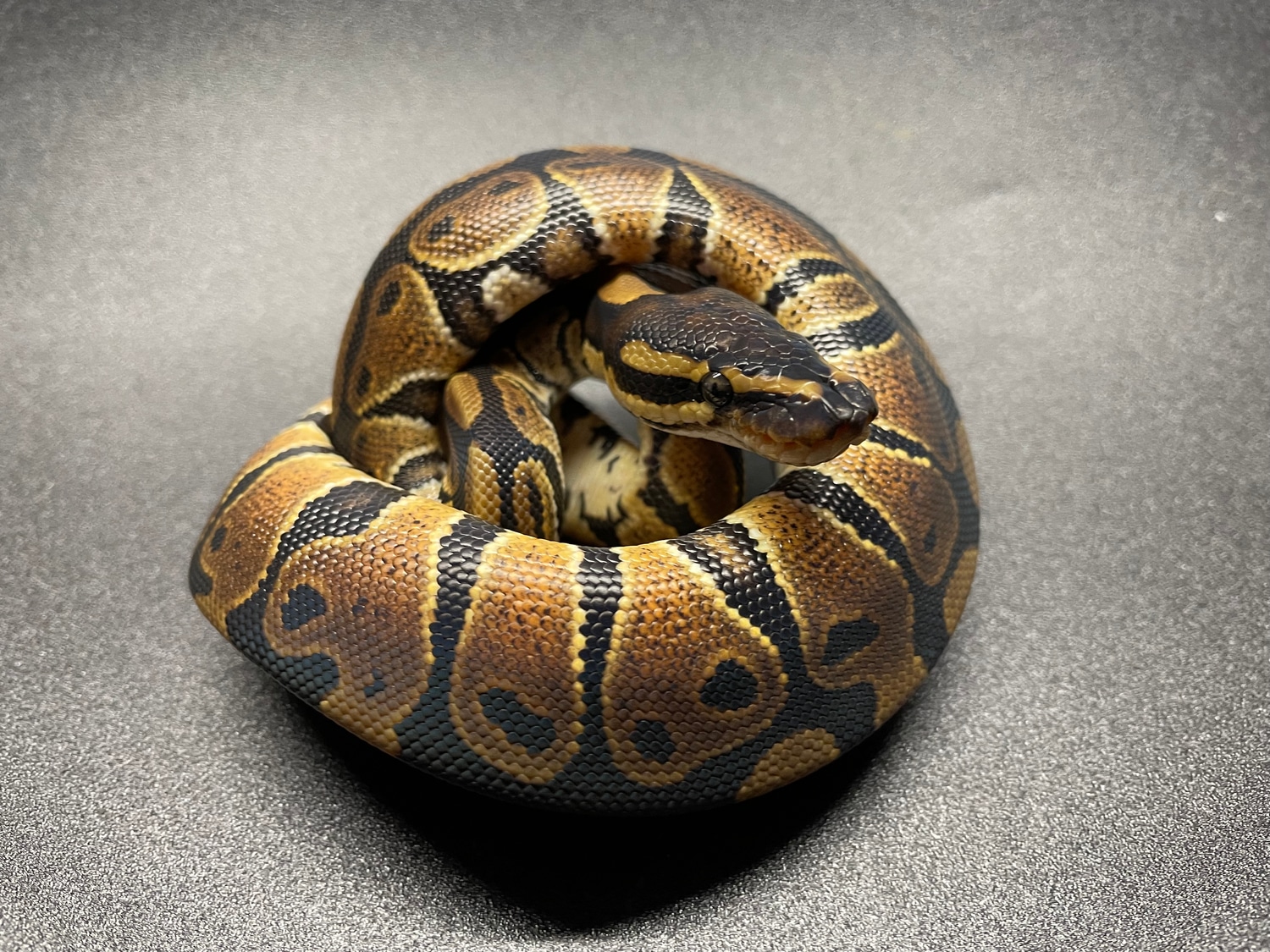 Normal Het Clown Ball Python by RepTyler Ball Pythons - MorphMarket