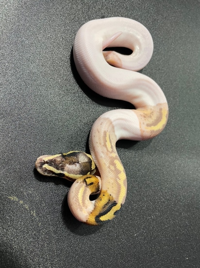 Checkers The Banana Pastel Pied Paradox Ball Python by RepTyler Ball ...