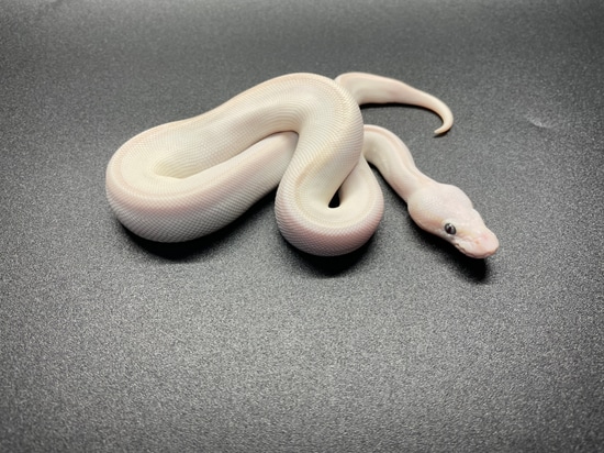 Lesser Mystic BEL Ball Python by RepTyler Ball Pythons