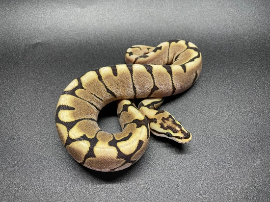 Enchi Spider Scaleless Head Ball Python by RepTyler Ball Pythons