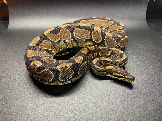 Yellow Belly Ball Python by RepTyler Ball Pythons
