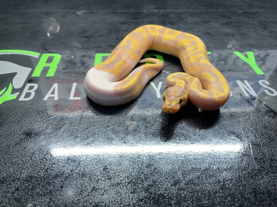 Banana Pied Ball Python by RepTyler Ball Pythons
