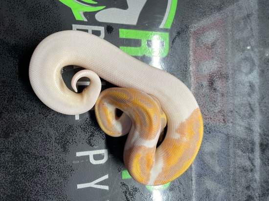 Banana Pied Ball Python by RepTyler Ball Pythons