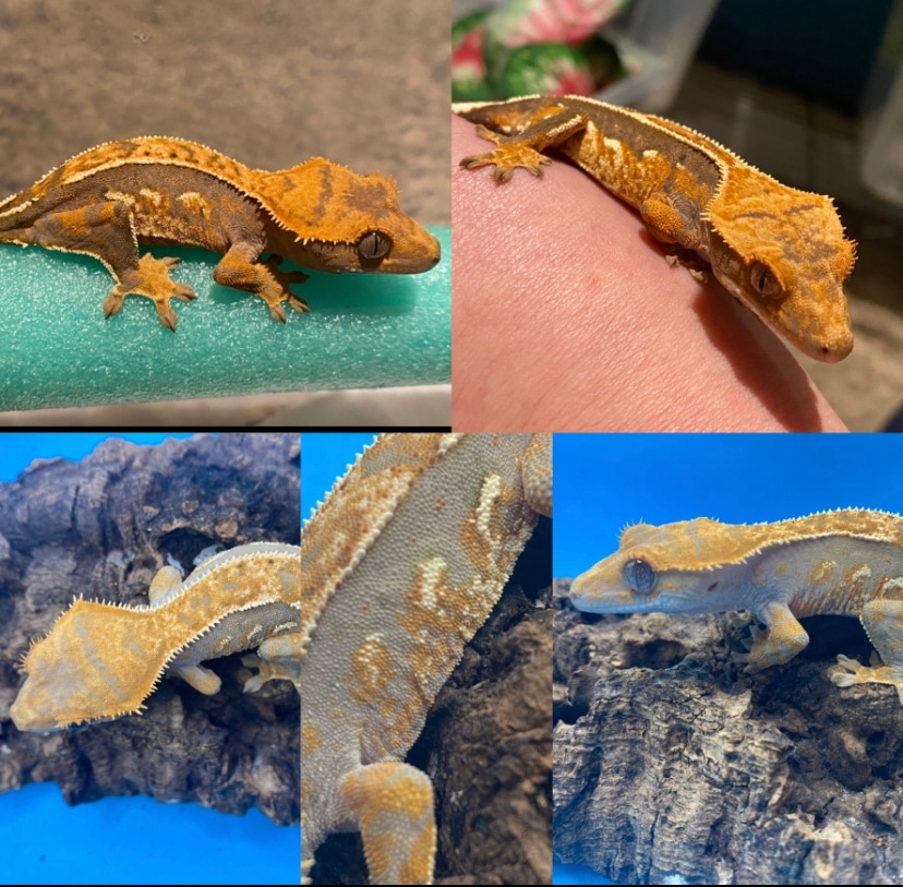 Orange Crested Gecko by B’s crested gz - MorphMarket