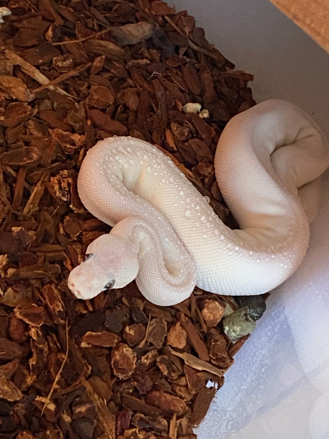 Mojave Lesser Ball Python by B’s crested gz - MorphMarket