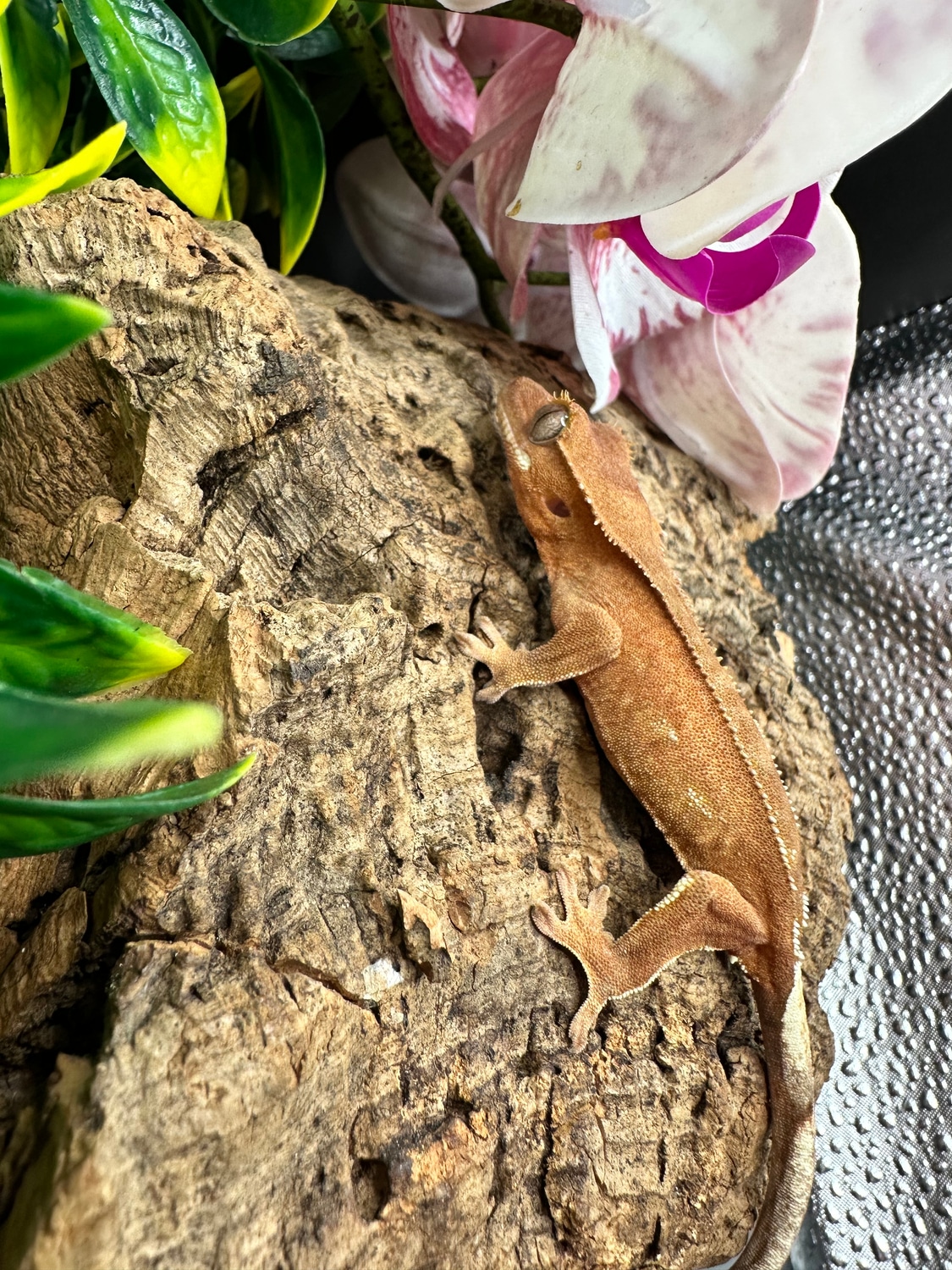Red Baby Crested Gecko by B’s crested gz - MorphMarket