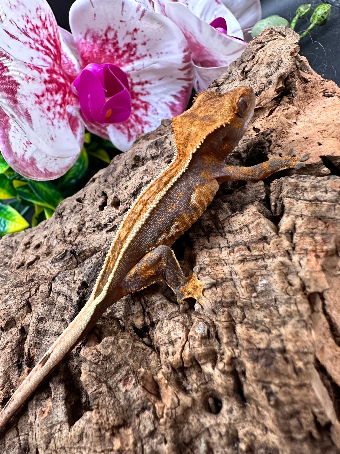 Pin Baby Crested Gecko by B’s crested gz - MorphMarket