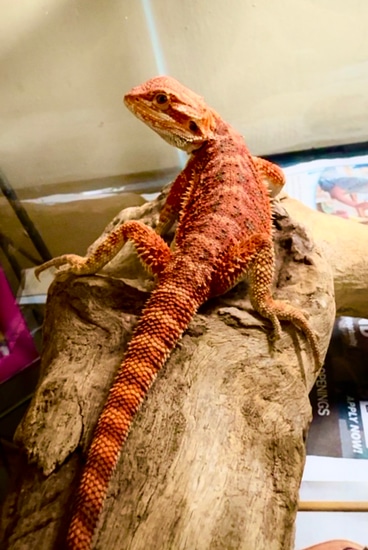 50% Red Monster Central Bearded Dragon by Buffalo Turtle Zoo