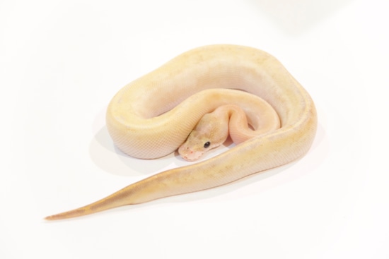 Pastel Cinnamon Highway HRA Mojave? Ball Python by Dude’s Reptiles