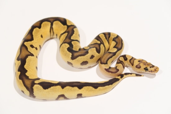 Disco Or Fire Clown Ball Python by Dude’s Reptiles