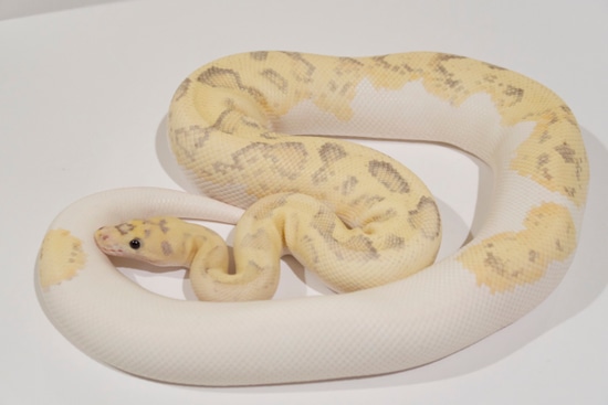 Disco Fire Clown Ball Python by Dude’s Reptiles