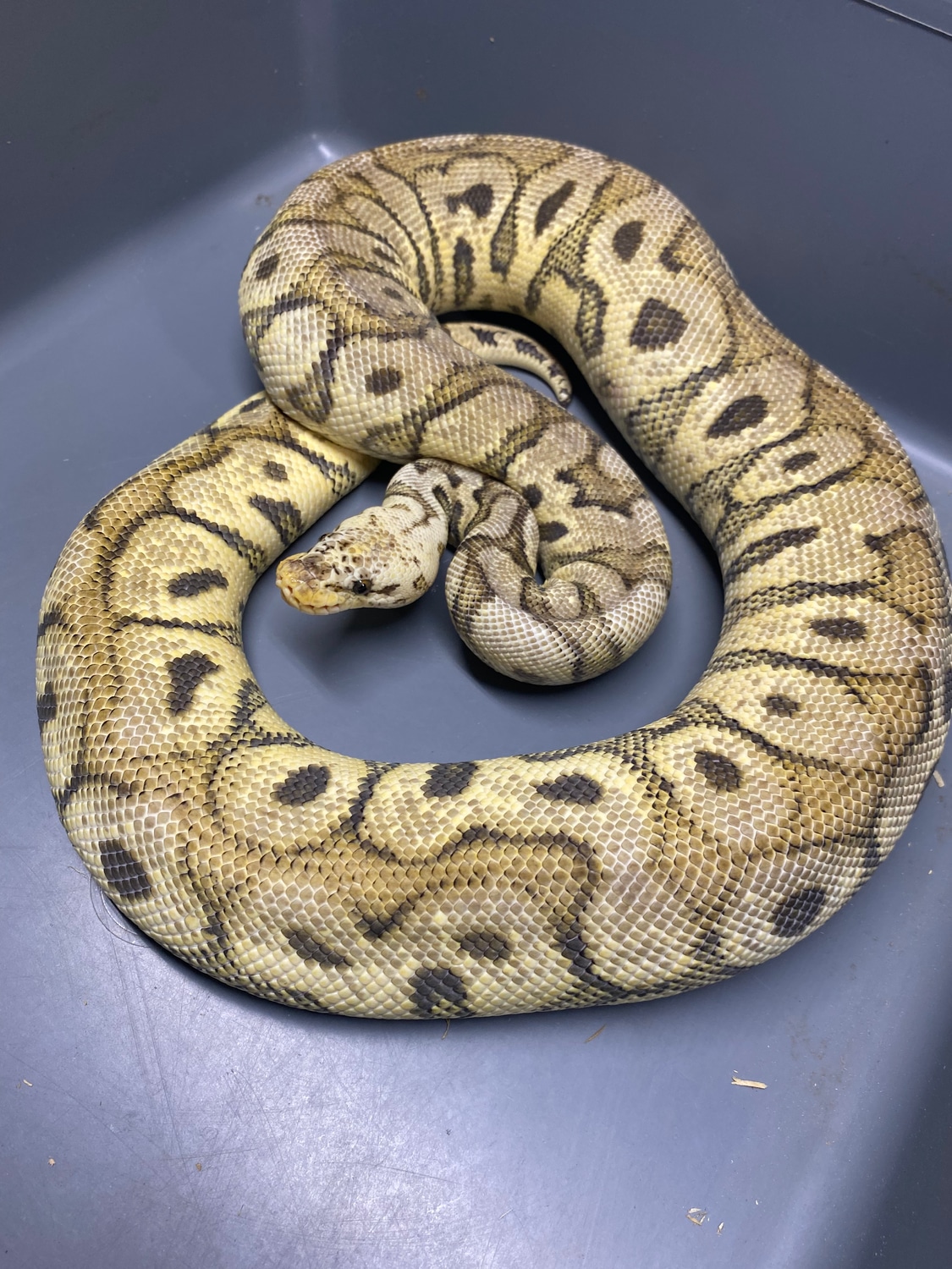 Proven Breeder Super Pastel Spotnose Clown Ball Python by Dude’s ...