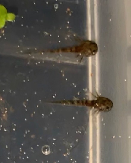 GFP Wild Baby Axolotl by Bubba's Axolotls