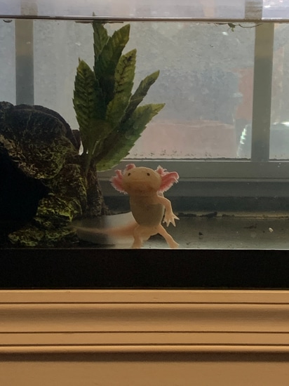 5” Pet Only - One Leg Missing Axolotl by Bubba's Axolotls