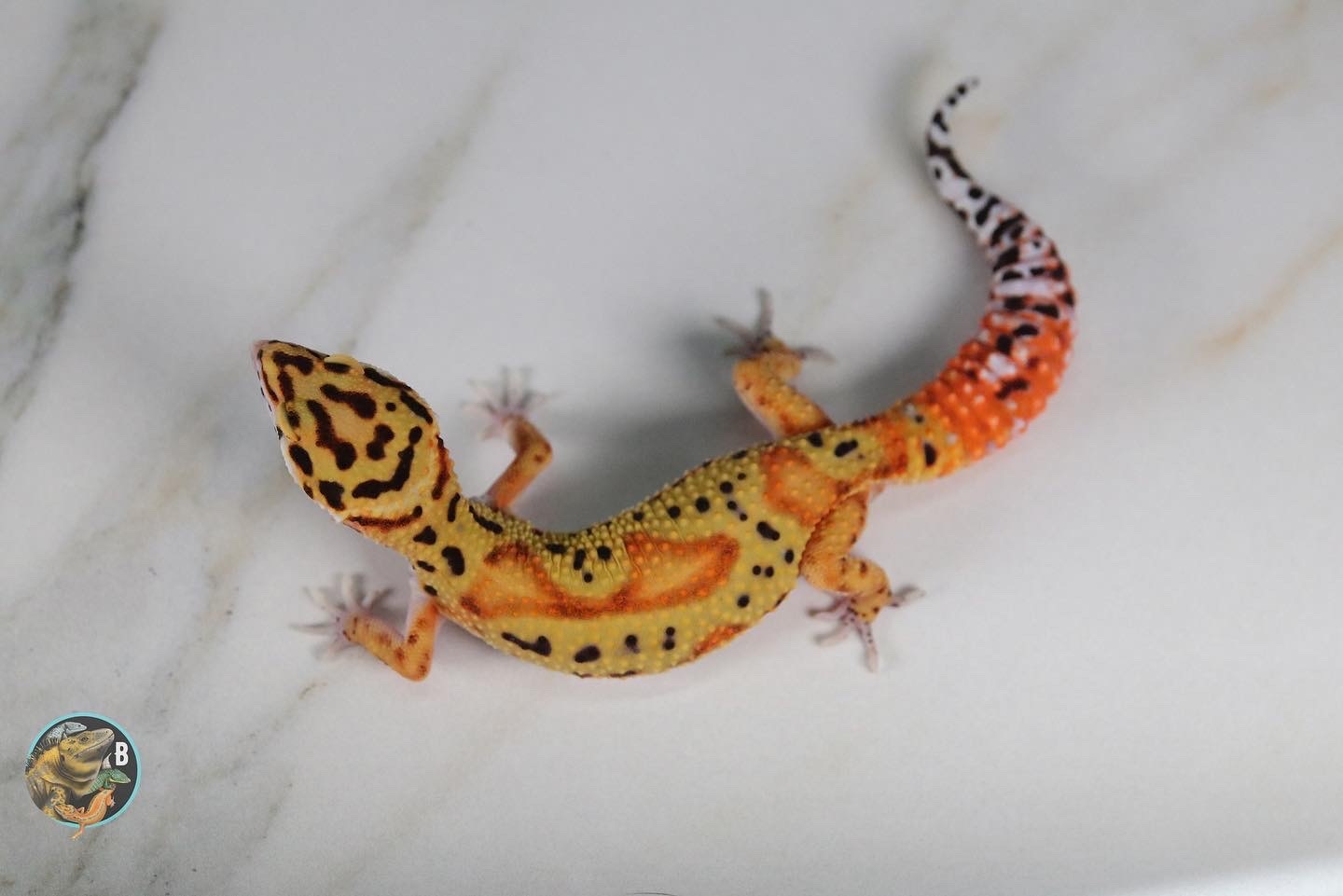 Clown X Inferno Tangerine NKH Leopard Gecko by Bubba’s Living Emporium ...